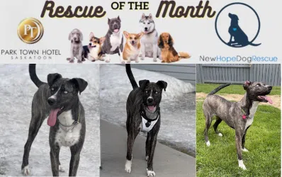 Prime Minister Carney meets with Premier Li Qiang in Beijing | 98COOL