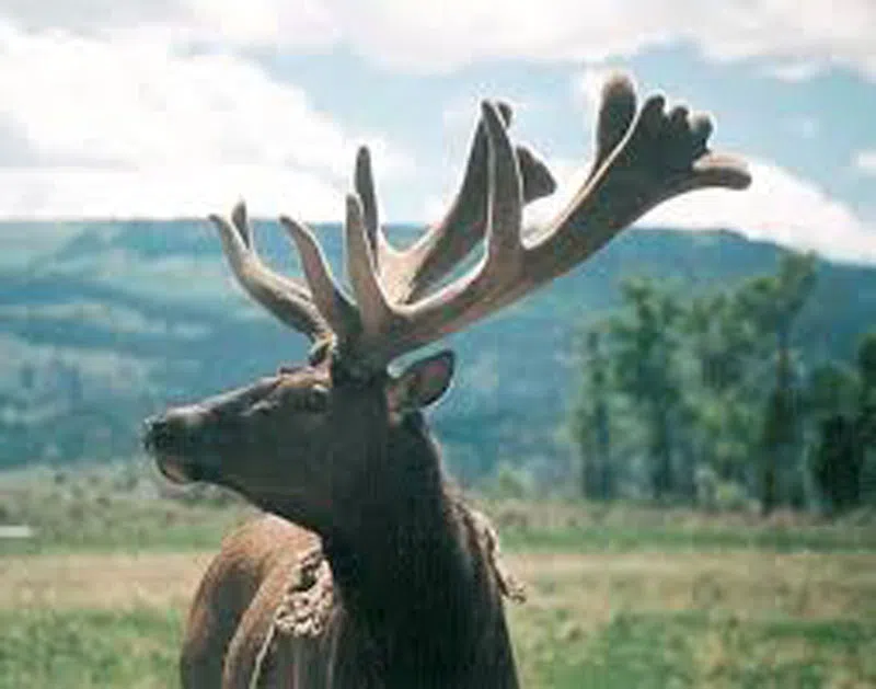 Lead bullets used in hunting can prove toxic | Country 600 CJWW