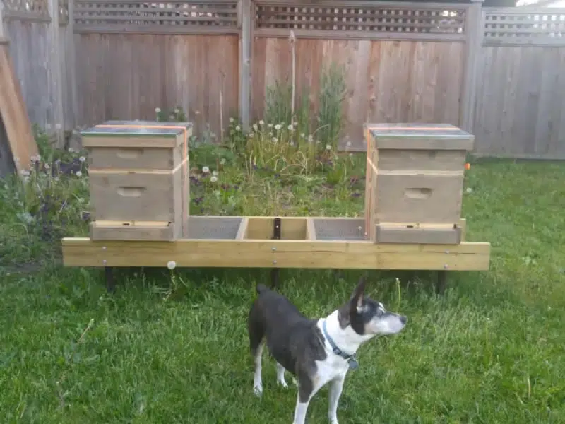 Ways to Help Boost and Preserve Saskatchewan’s Bee Population | Country ...