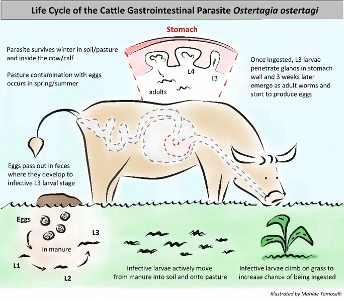 Parasite Treatment For Cattle | Country 600 CJWW
