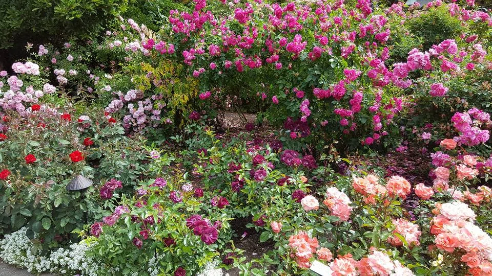 Gardeners , Get Ready, It’s Hort Week | Country 600 CJWW