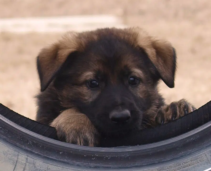 Winning Names for this Year’s RCMP Puppies | Country 600 CJWW