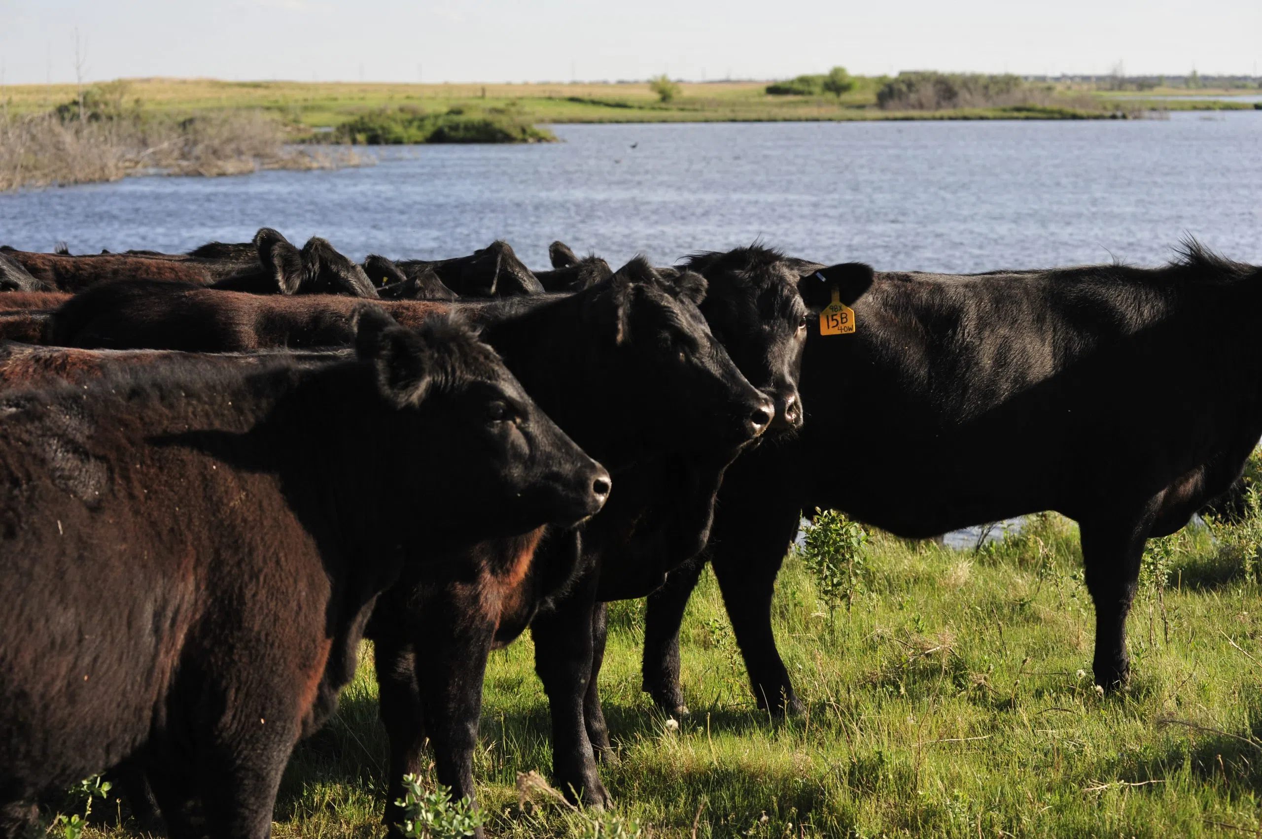 Saskatchewan Provides $10 Million in Assistance for Livestock Producers ...