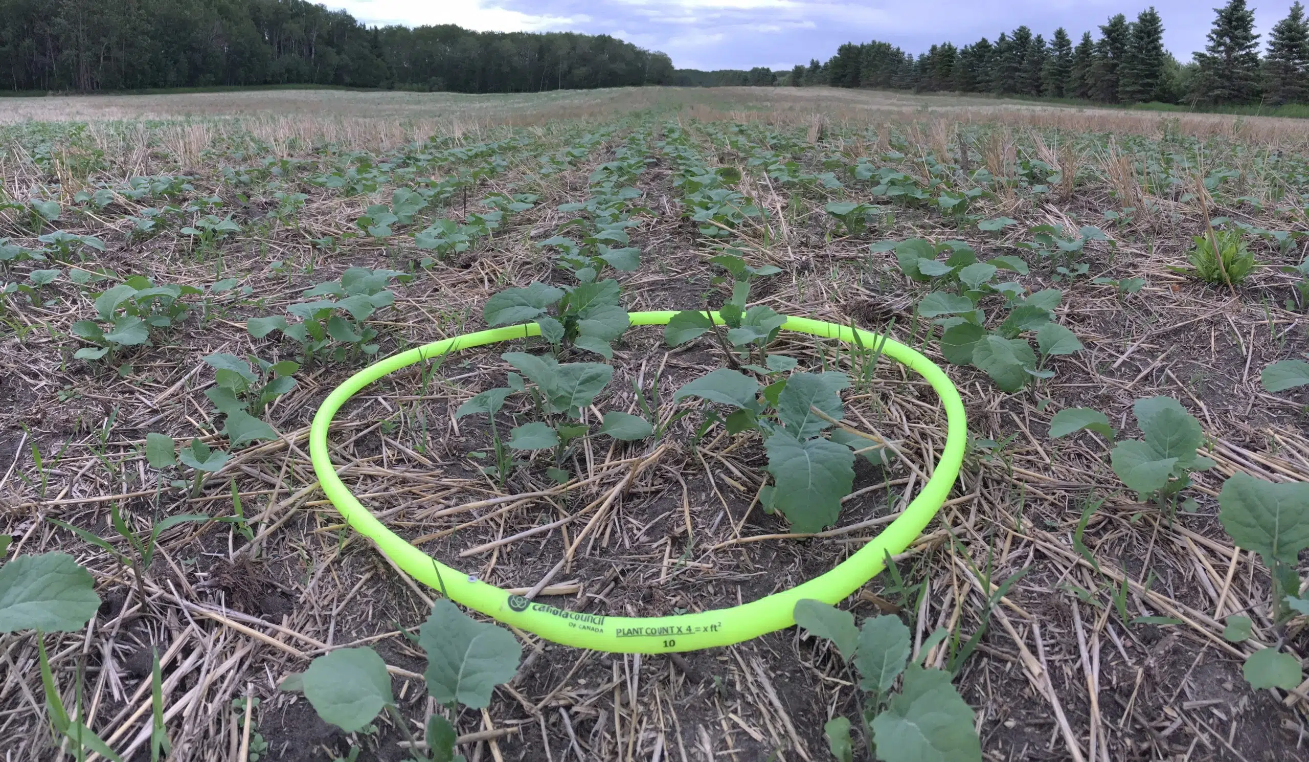 Plant Counts Provide a Report Card for Canola Growers | Country 600 CJWW