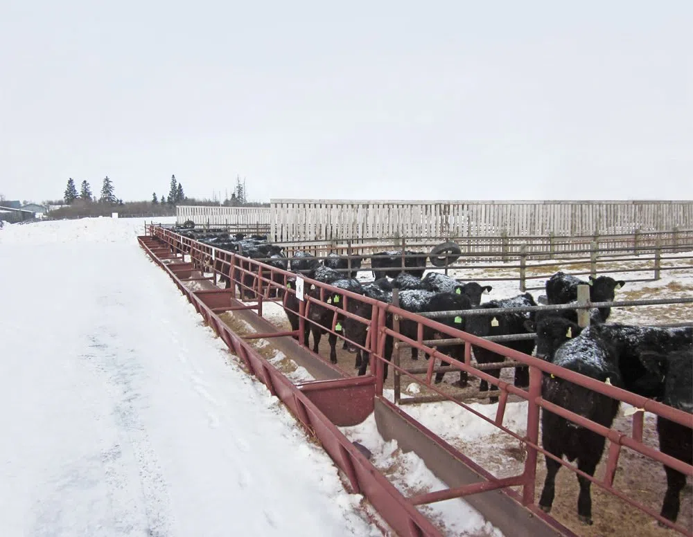 Ionophores for Backgrounding Calves | Country 600 CJWW