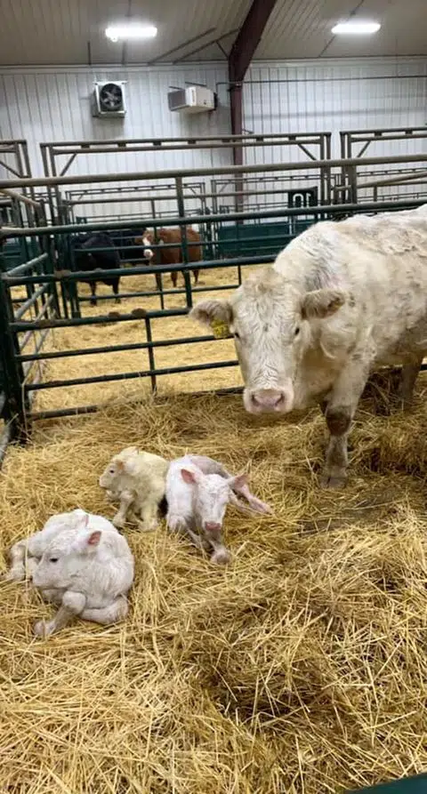 Two Sets of Triplet Calves in One Week on Southwest Saskatchewan Farm ...
