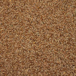 Secan, Alliance Seed Reach Largest PBR Settlement in Canada | Country ...