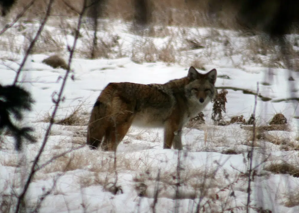 Local vet says coyotes euthanized in Saskatoon had distemper | Country ...