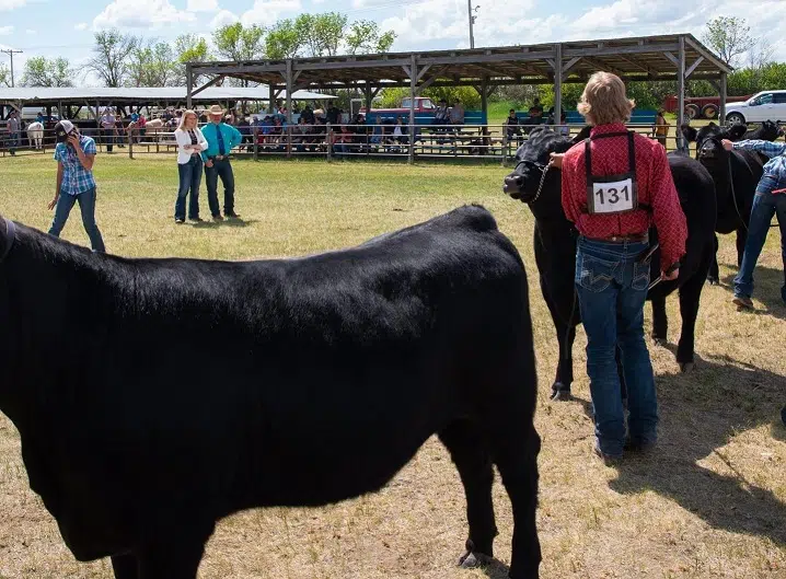 Perdue Cattle Show Gets Boost From Agribition | Country 600 CJWW