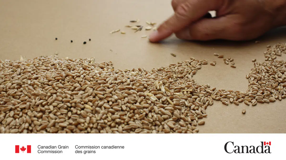 Canadian Grain Commission Looking to Modify Grain Grading Dispute ...
