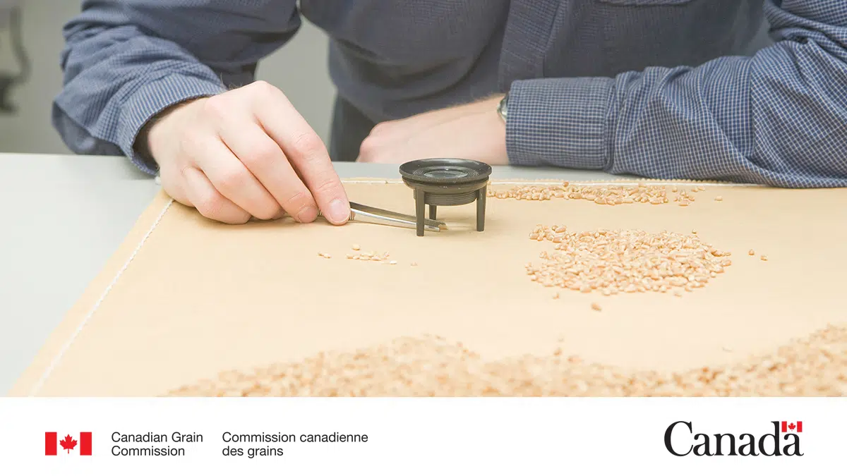 Grain grading changes for new crop year | Country 600 CJWW