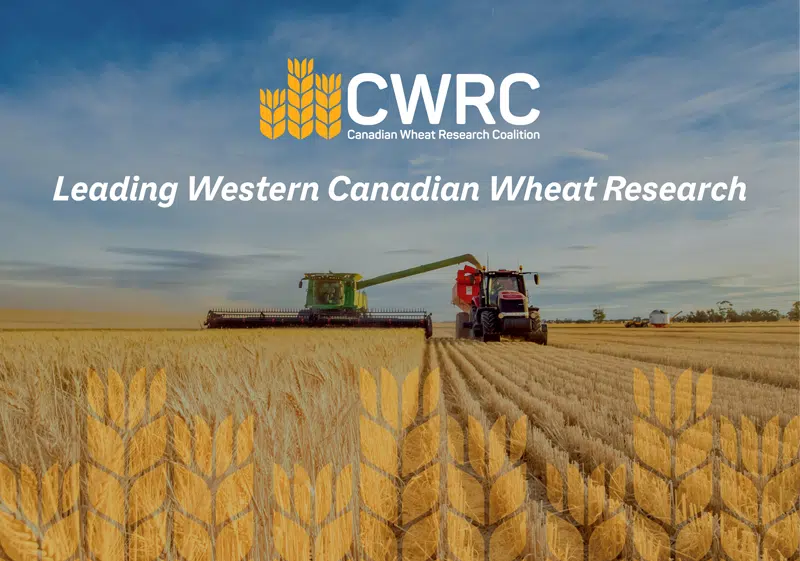 Farmer investment in wheat breeding pays dividends | Country 600 CJWW