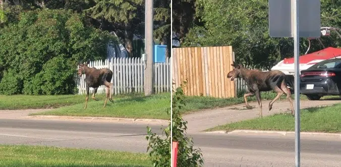 Captured: Moose on the loose update | Country 600 CJWW