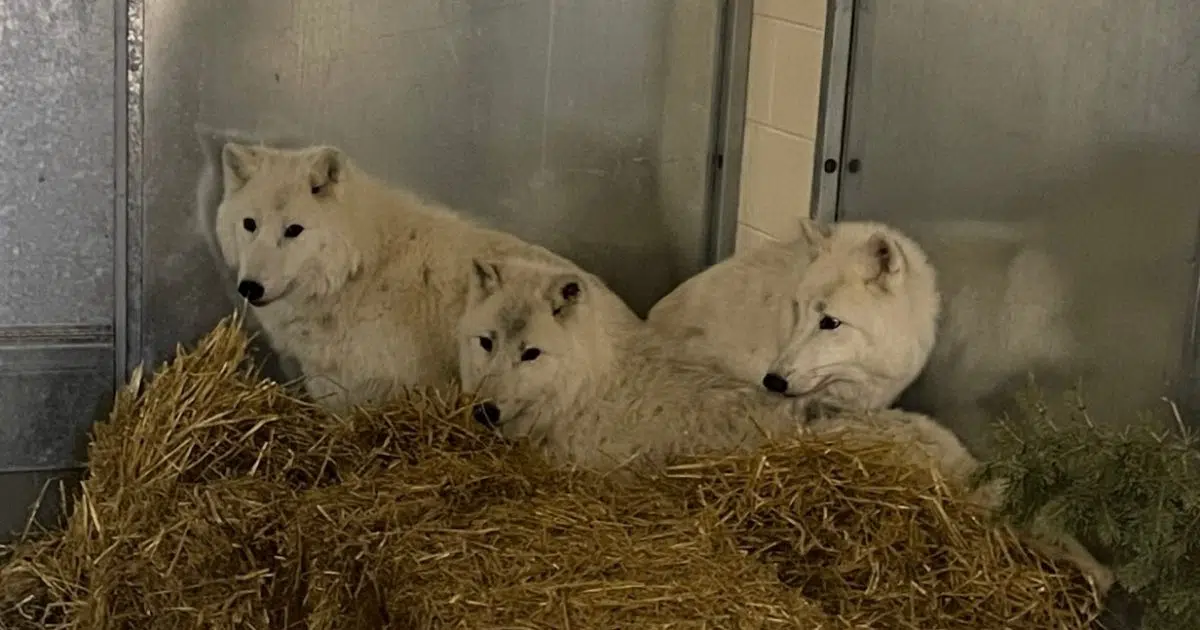 Animals at Forestry Farm are loving the cold weather! | Country 600 CJWW