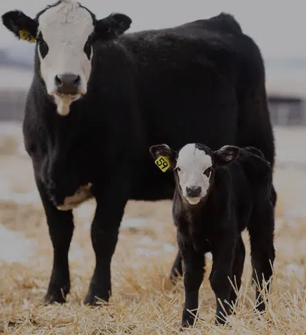 Saskatchewan feeder cattle prices rising over past month | Country 600 CJWW