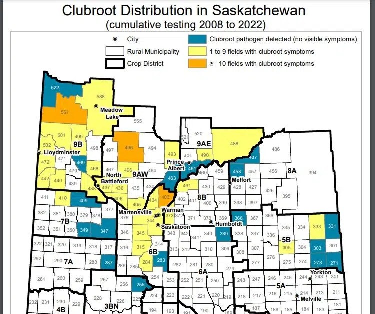 Only handful of new canola clubroot cases in Saskatchewan Ministry of ...