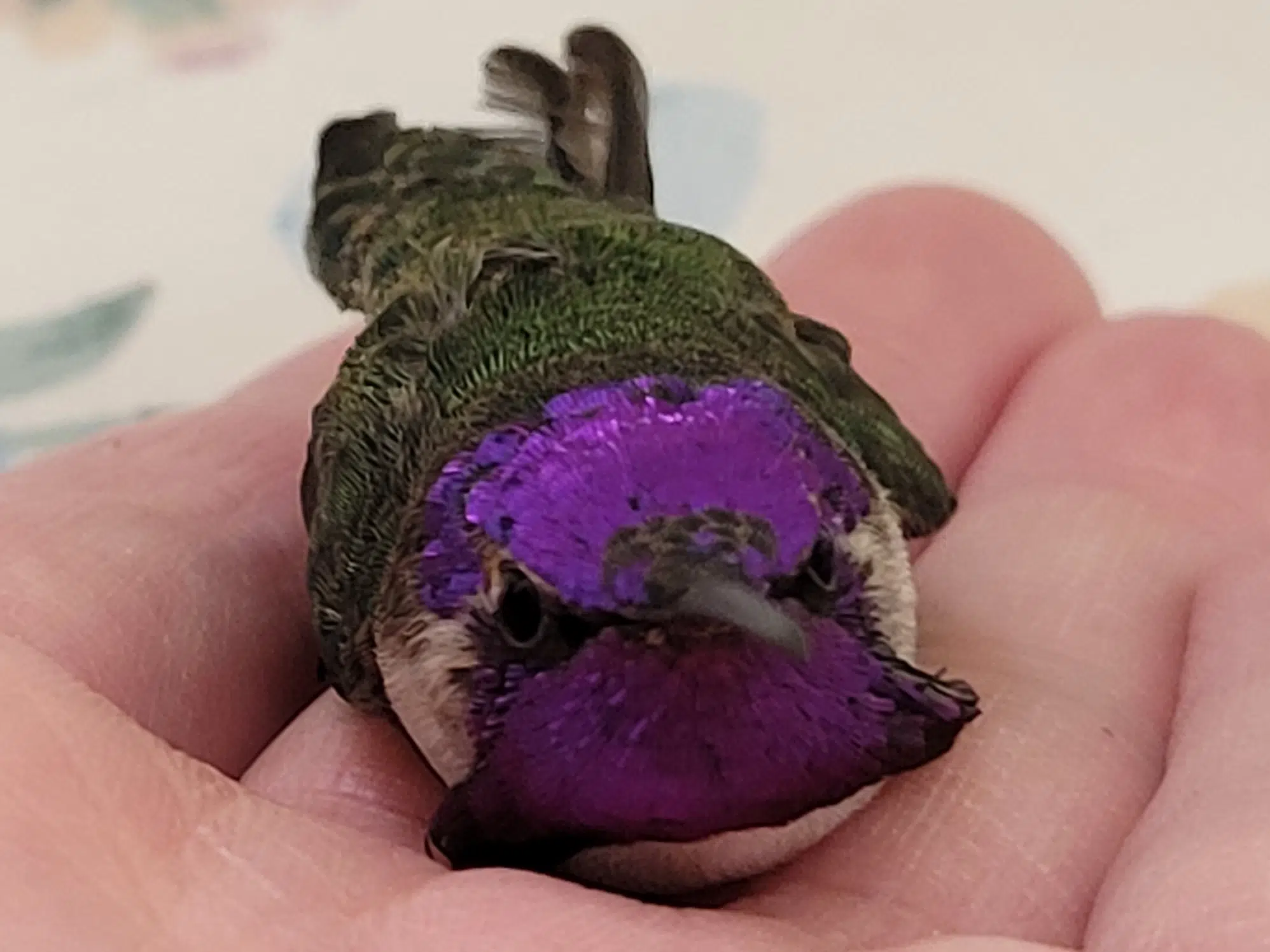 Wildlife rehab takes stranded hummingbird under its wing and hopes to ...