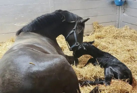 Canadian kids have a chance to name the newest RCMP foals | Country 600 ...