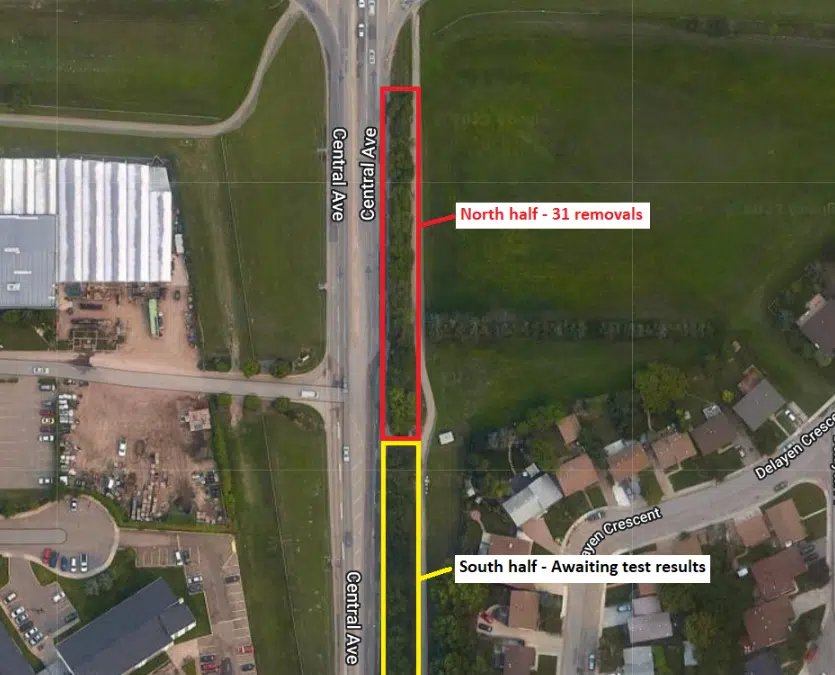 Additional Dutch elm disease cases discovered in Saskatoon | Country ...