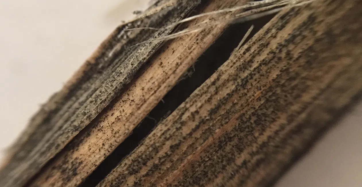 How to identify verticillium stripe | Country 600 CJWW