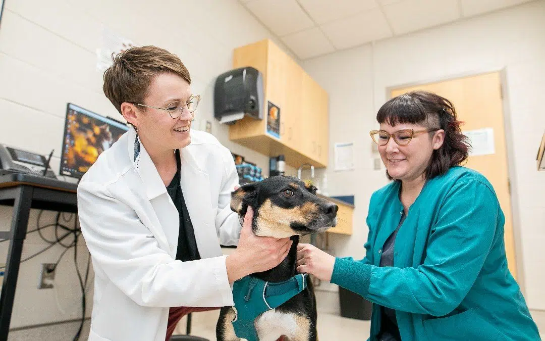 Western College of Veterinary Medicine expands program that takes ...