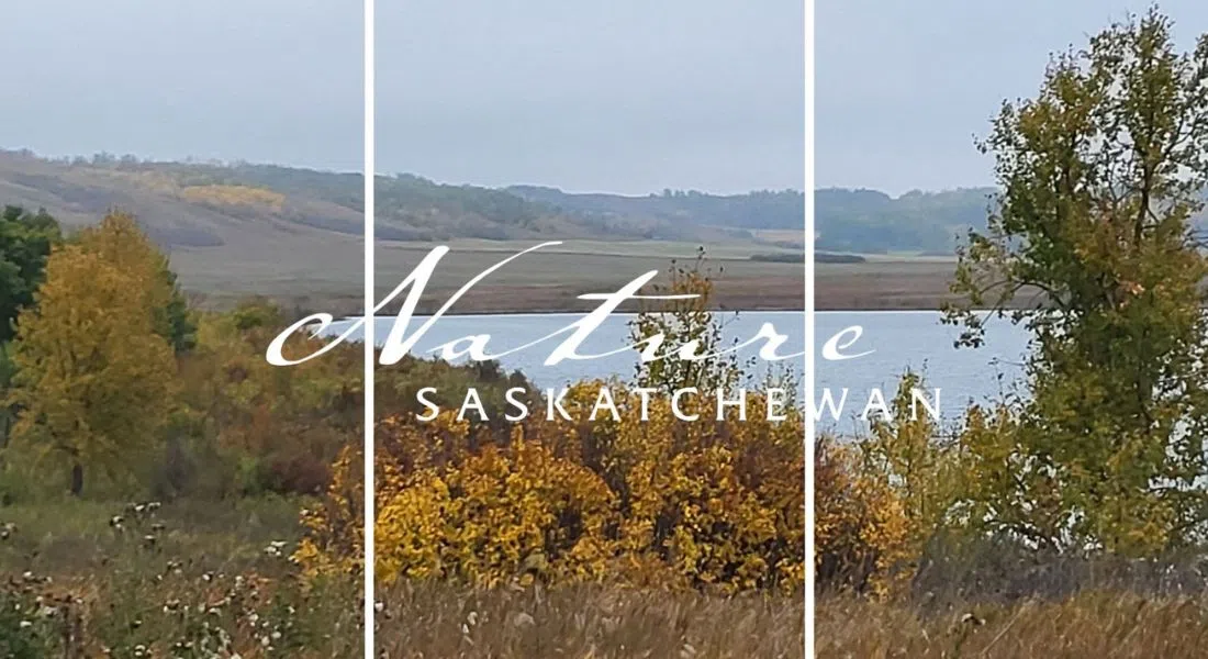 Threatened species counts for the monarch butterfly and loggerhead ...