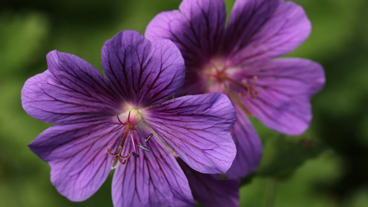 Evan Hardy Collegiate students and staff encouraged to wear purple on ...