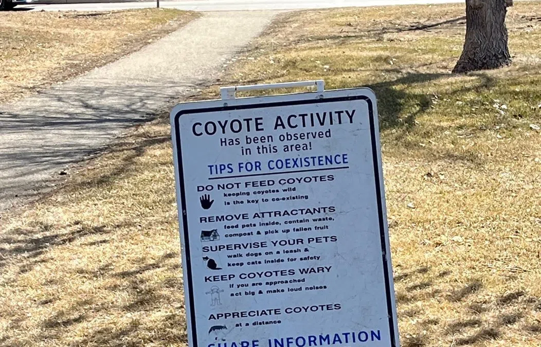 Saskatoon enacts wildlife feeding ban | Country 600 CJWW