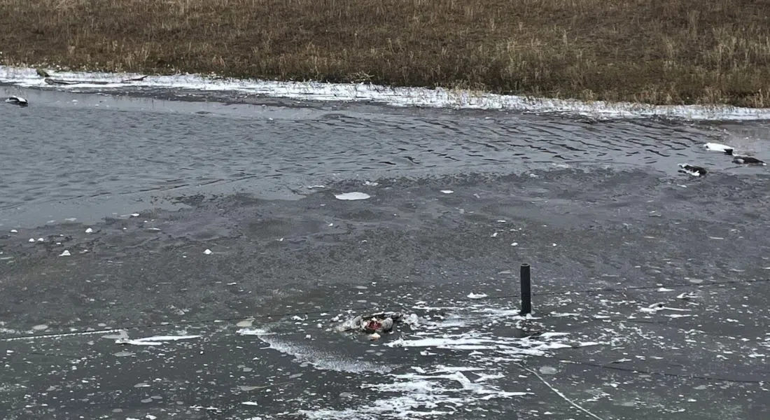 Looking for tips to find who shot geese and left to waste, including ...