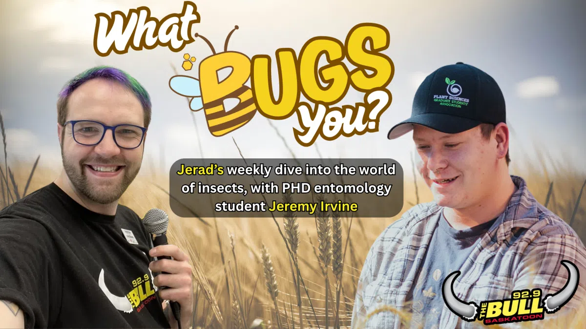 What Bugs You | 92.9 The Bull