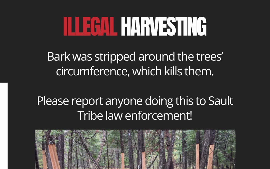 Sault Tribe Of Chippewa Changing Rules For Harvesting White-Cedar Trees ...