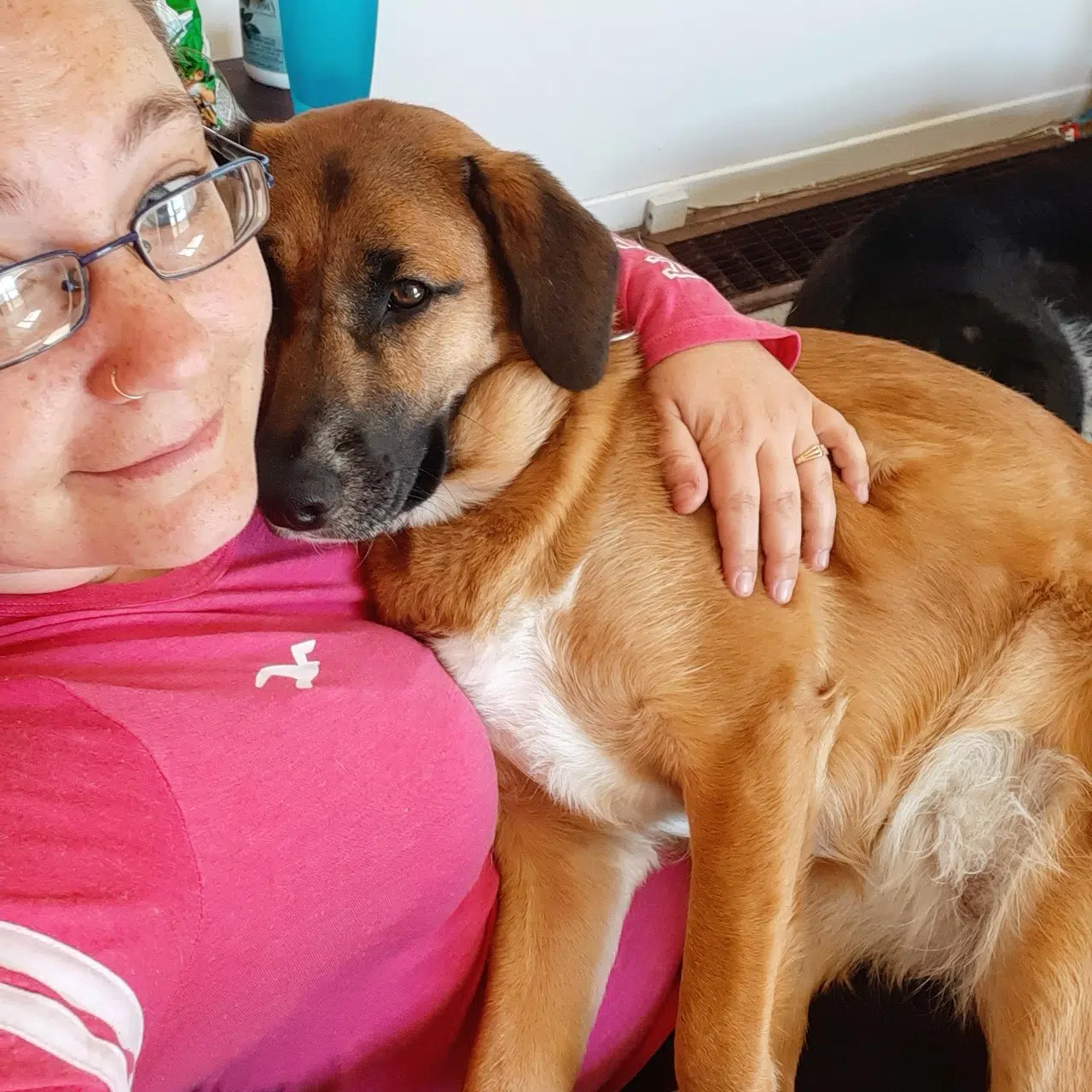 On Dog Appreciation Day, Here Are Yours | Y95.5