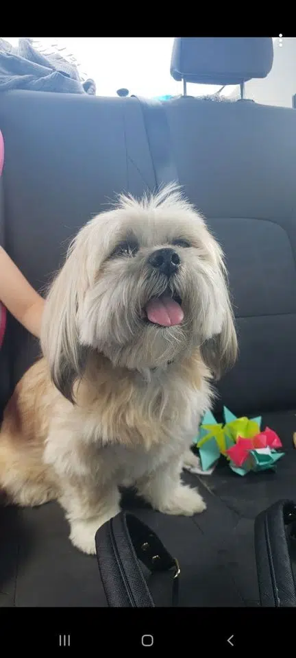 On Dog Appreciation Day, Here Are Yours | Y95.5