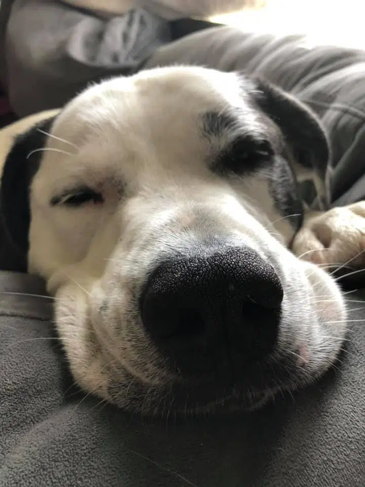 On Dog Appreciation Day, Here Are Yours | Y95.5