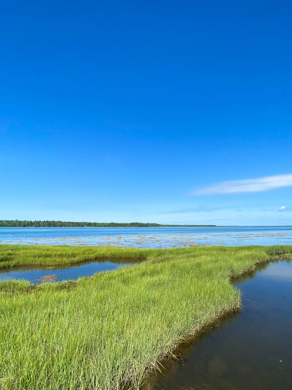 NCC Purchases 117 Acres on Robert’s Island | Y95.5