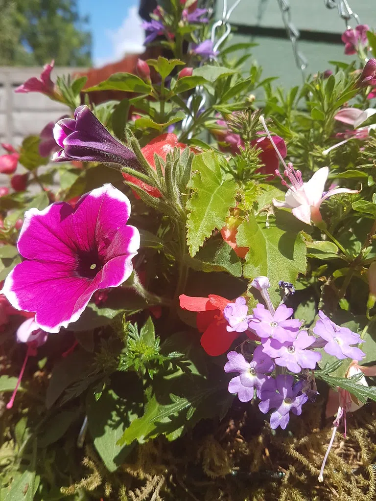 Doing any Long Weekend Gardening ? | Y95.5