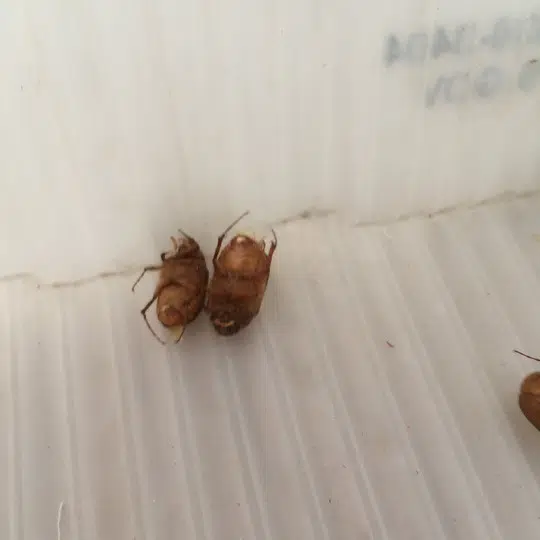 It won’t be long before June Bugs are here , maybe you have seen one ...