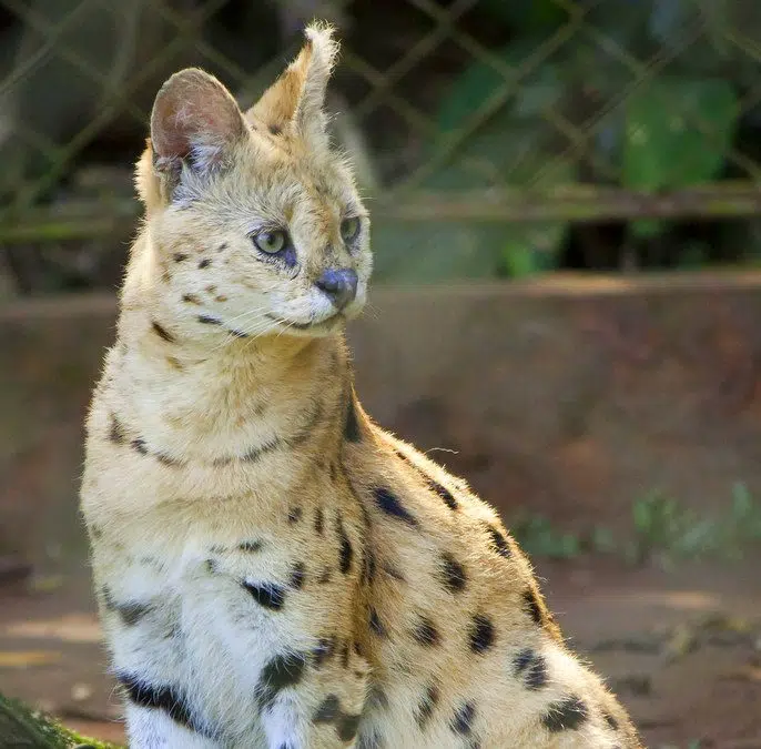 Is That A Cat!? Check Out This Exotic Cat Captured Roaming The Streets ...