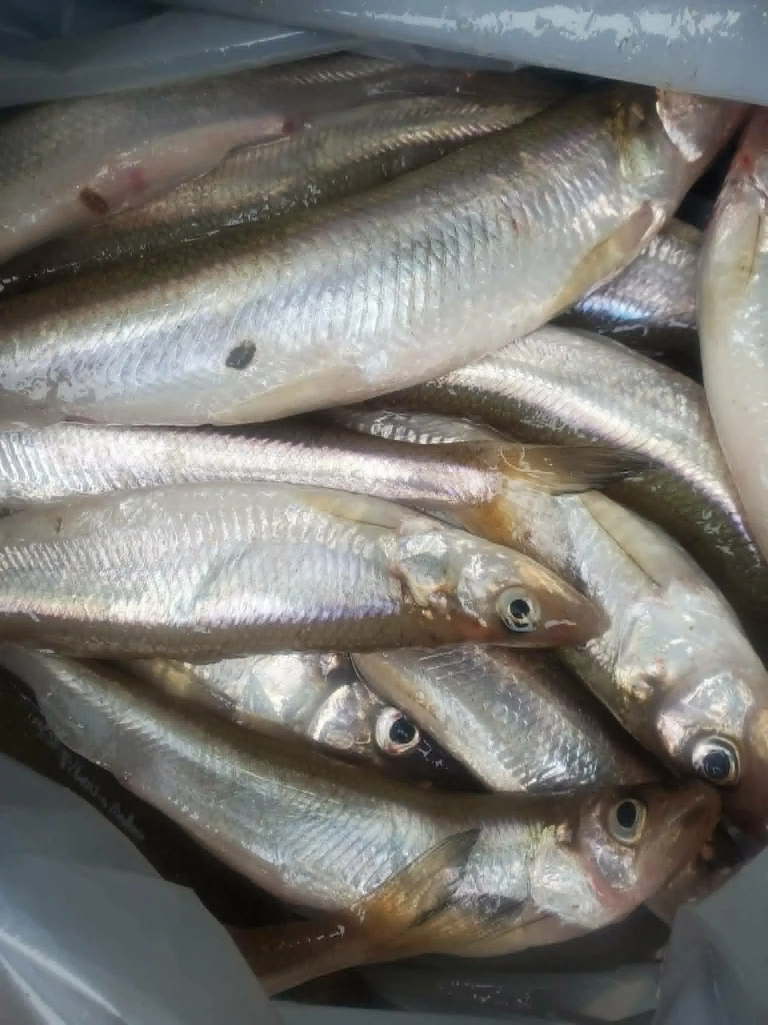 Smelts ! .. Time to Enjoy A Local Favorite . | Y95.5