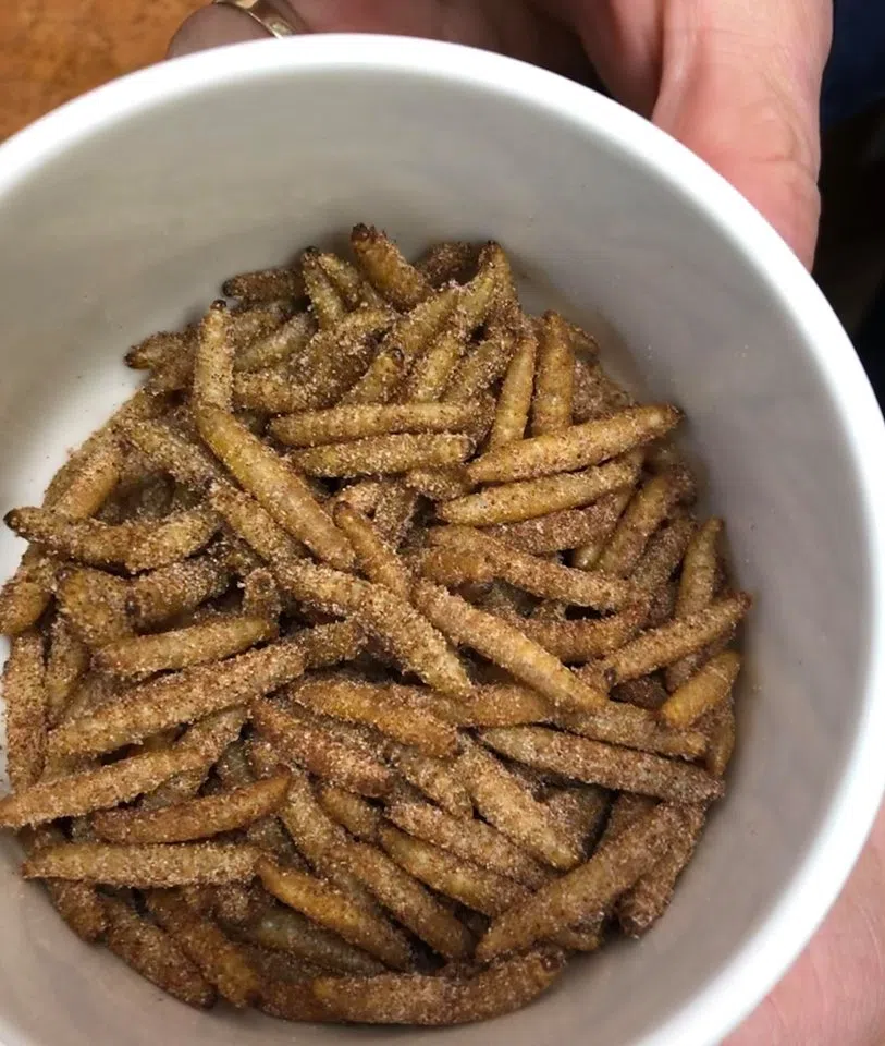 Try Some Of Magnetic Hill Zoo’s Boo Bugs ! | 91.9 The Bend