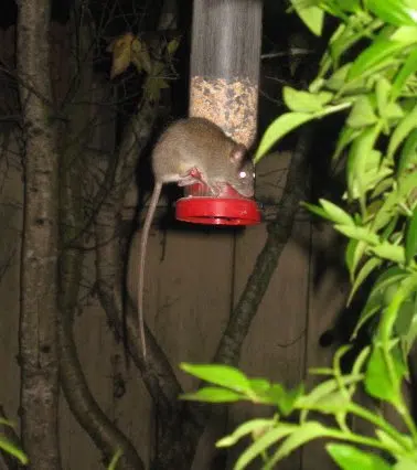 Orkin Canada Says Rat Population Rising In Greater Moncton | 91.9 The Bend