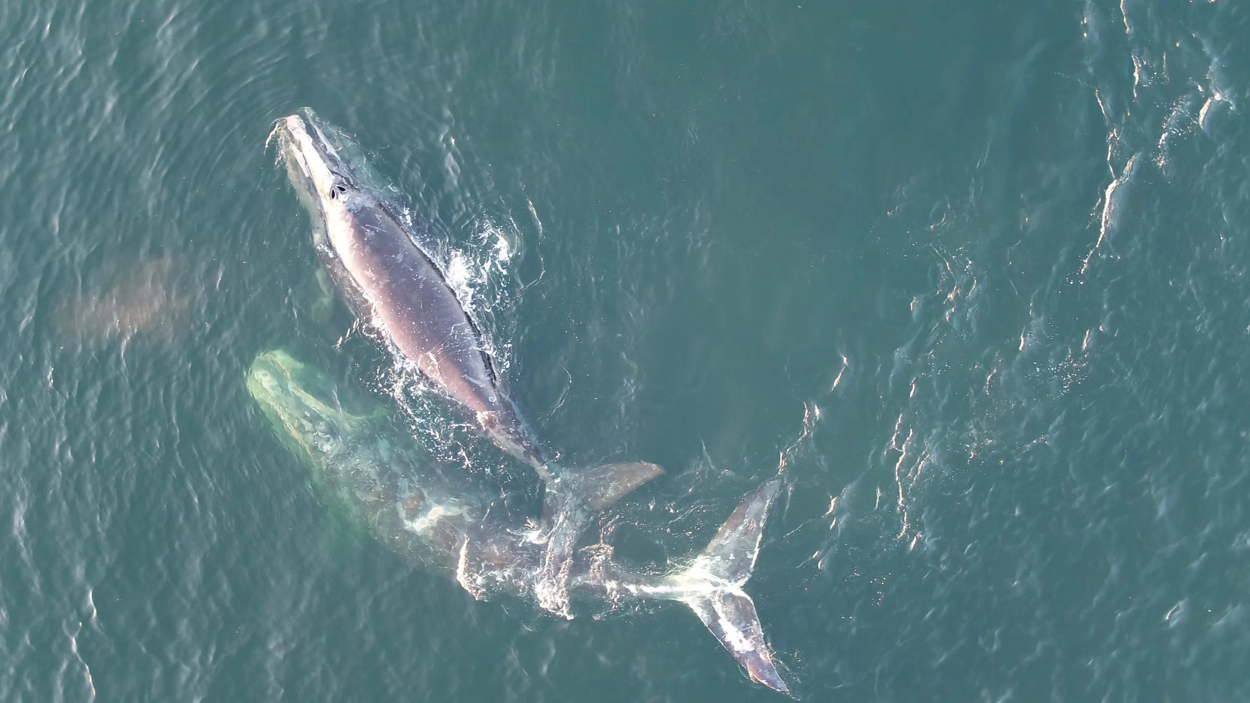 New Measures Introduced For Protection Of North Atlantic Right Whales ...