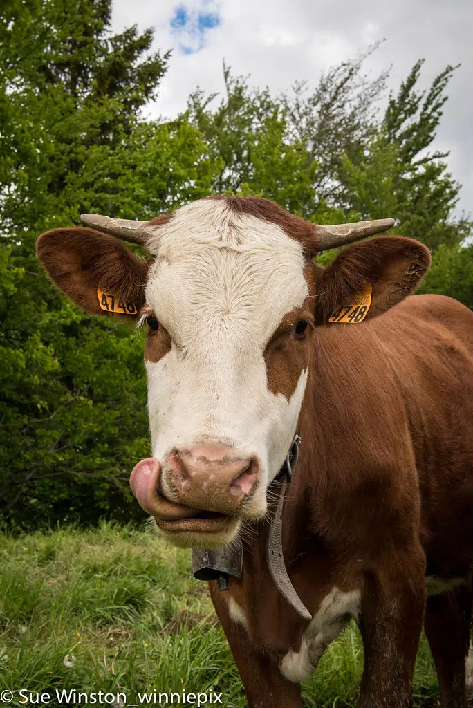 MMMMM, It’s Cow Appreciation Day, MOOOO! | Country 100.7