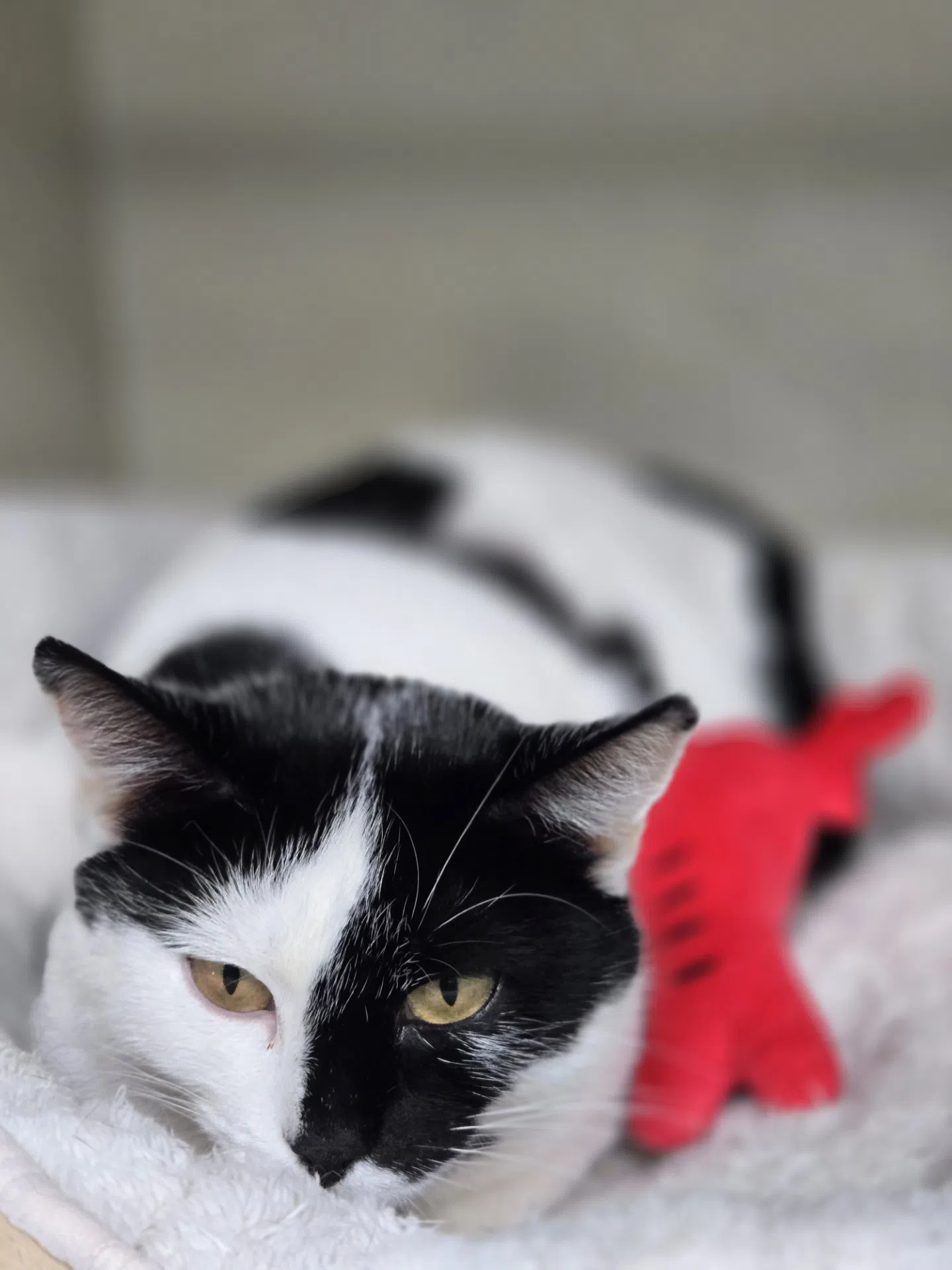 SHAID TREE ANIMAL SHELTER Adoptable of the Week : Solstice | Country 100.7