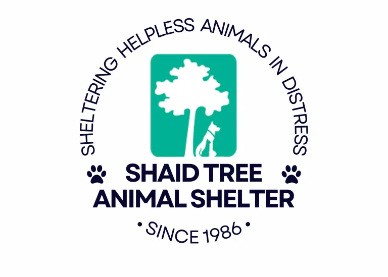 SHAID TREE ANIMAL SHELTER Adoptable of the Week : Shark | Country 100.7