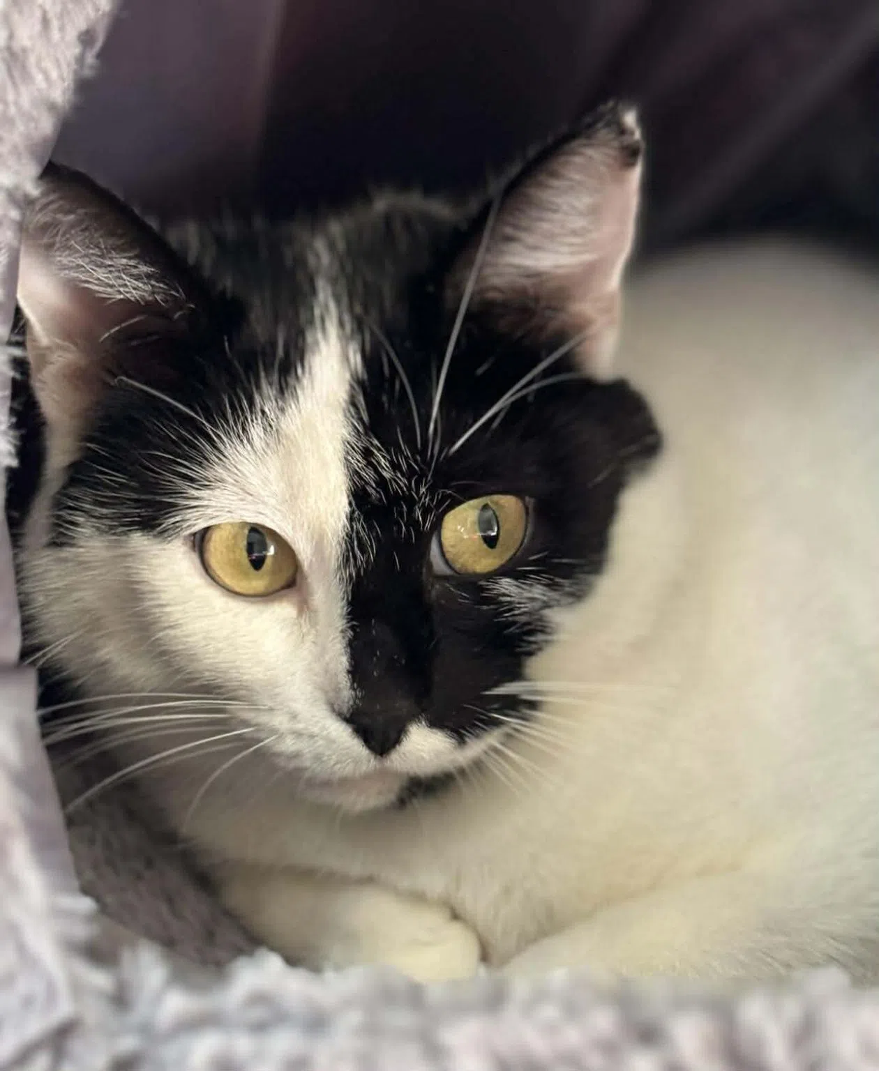 SHAID TREE ANIMAL SHELTER Adoptable of the Week : Solstice | Country 100.7