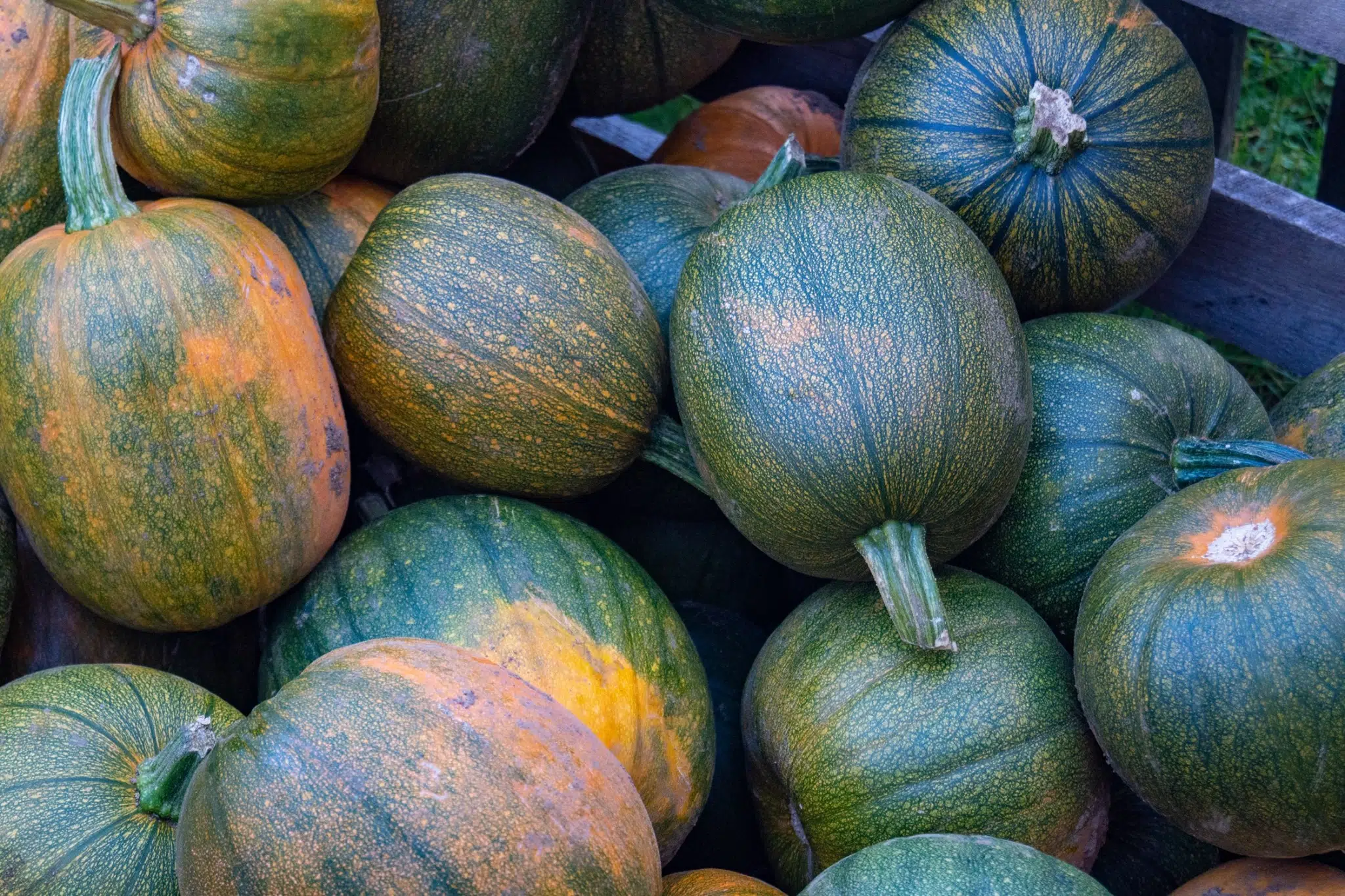 Pumpkin Planting At Ross Farm Museum Taking Place Virtually This Year ...