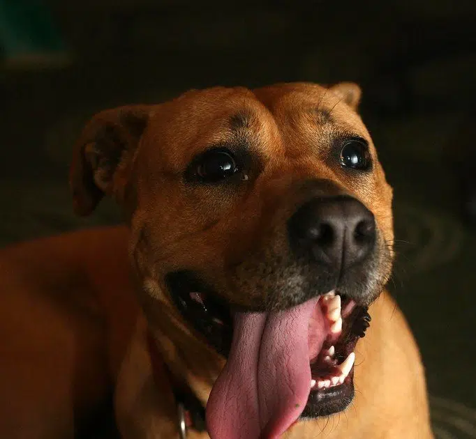 Happy Brown Dog Day | CKBW