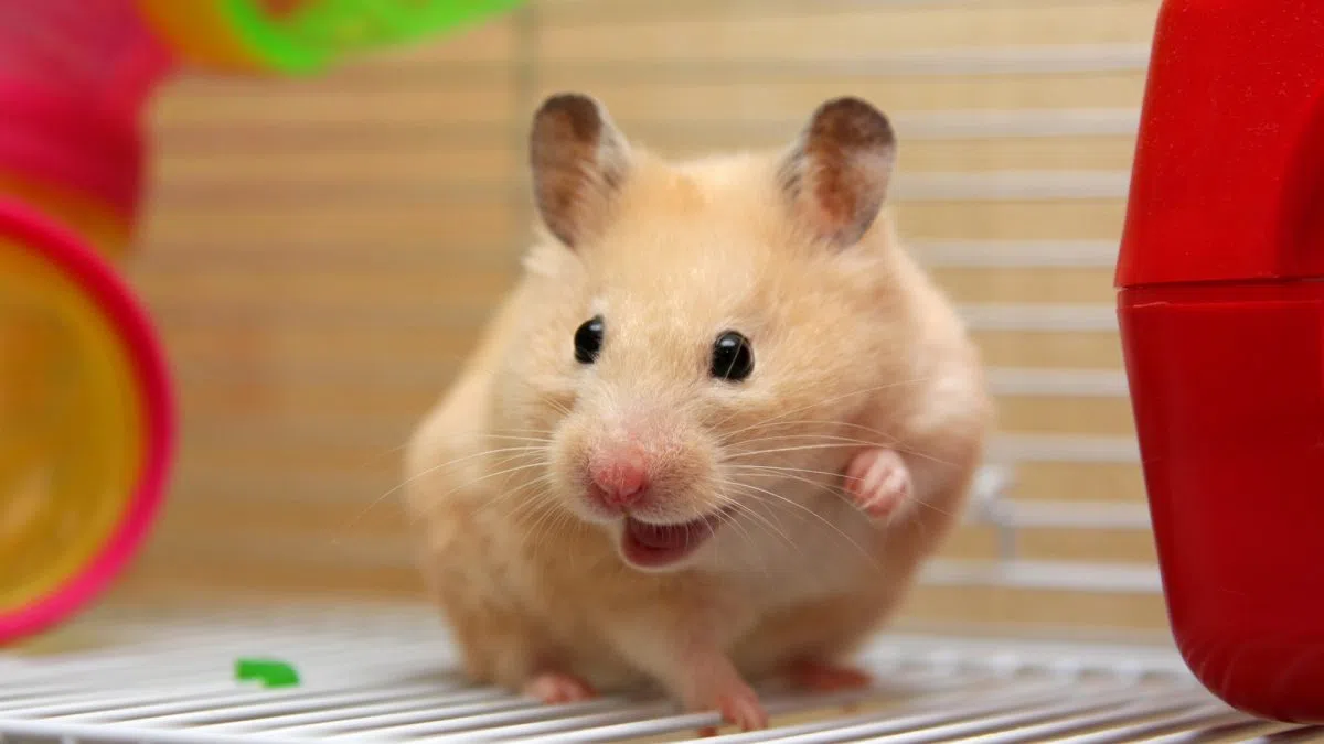 Famous Hamsters In History | CKBW