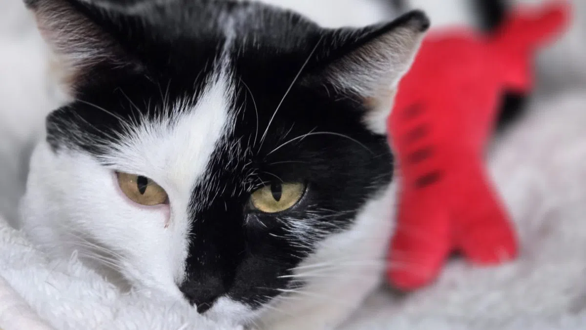 SHAID TREE ANIMAL SHELTER Adoptable of the Week : Solstice | CKBW